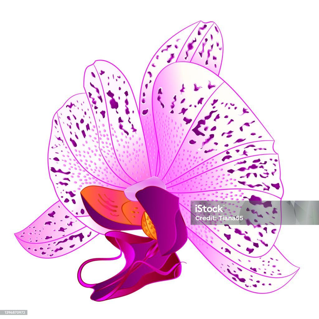 Orchid Phalaenopsis White And Lila Colours Natural Flower Twenty On A