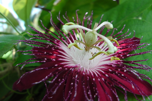 Closeup View Purple Color Passiflora Dengan Daun Yang Dikenal Sebagai ... Closeup View Purple Color Passiflora Dengan Daun Yang Dikenal Sebagai ...