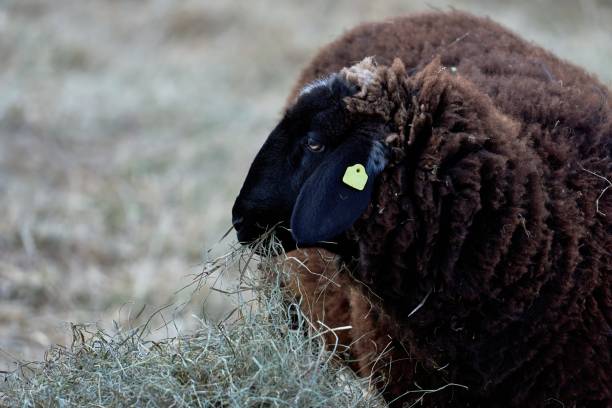 Free wool bearing animal stock photos. Download the best free wool ...