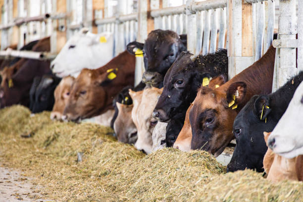 Free Stock Photo of Group of Cows Eating Hay in a Pen | Download Free ...