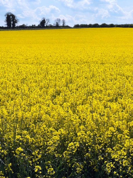 Rapeseed Pictures | Download Free Images on Unsplash