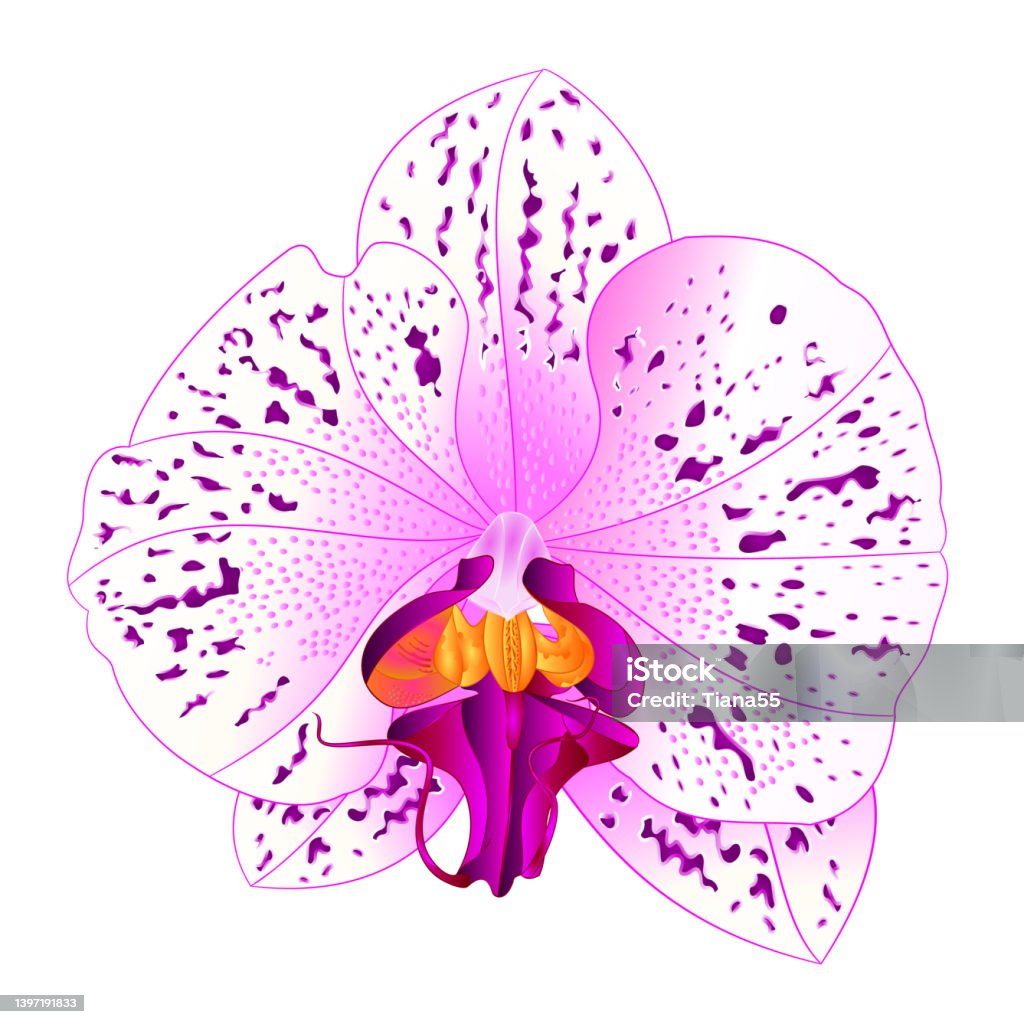Orchid Phalaenopsis White And Lila Colours Natural Flower Twenty Two On