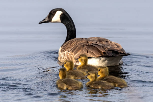 Free picture: gosling, cackling, Canada goose