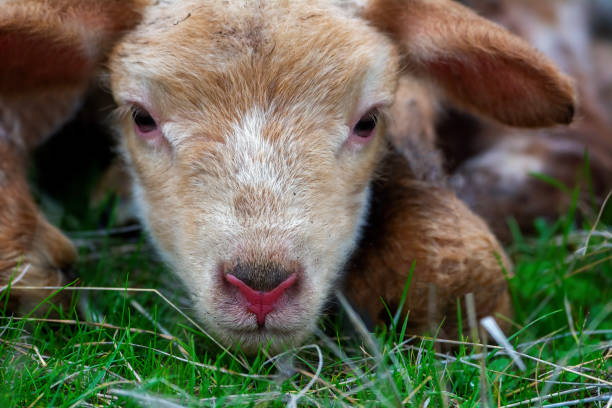 Free Stock Photo of Close Up of a Baby Sheep in a Pen | Download Free ...