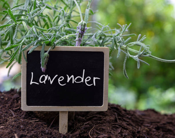 70+ Levander Close Stock Photos, Pictures & Royalty-Free Images - iStock 70+ Levander Close Stock Photos, Pictures & Royalty-Free Images - iStock