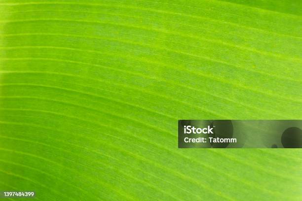 Close Up Daun Pisang Tropis Tekstur Latar Belakang Hijau Konsep