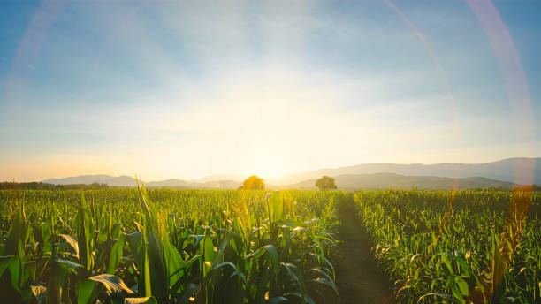 Free Stock Photo of Sun Shining Over Field of Crops | Download Free ...