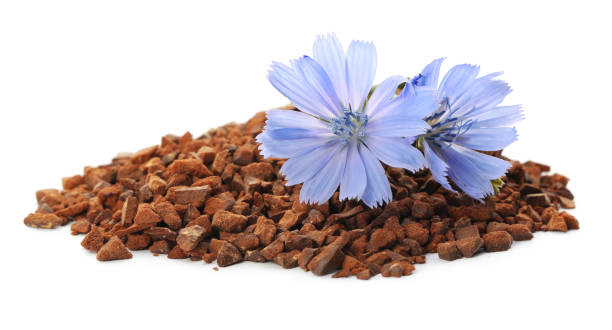 Chicory Pictures | Download Free Images on Unsplash
