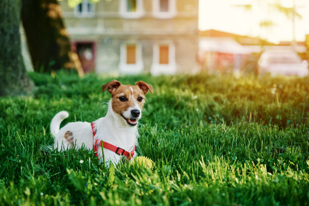 Free Stock Photo of Small dog on leash enjoying sunny green park ...