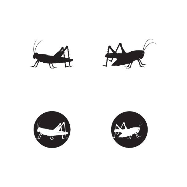 420+ Grasshopper Jumping Stock Illustrations, Royalty-Free Vector ... 420+ Grasshopper Jumping Stock Illustrations, Royalty-Free Vector ...
