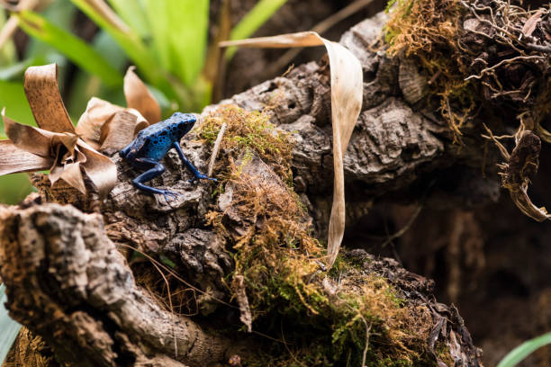 Free picture: The blue poison dart frog or arrow frog (Dendrobates ...