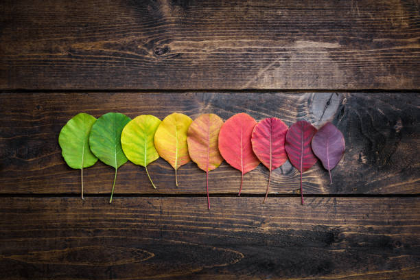 Free Stock Photo of Autumn leaves changing colors in a row | Download ...