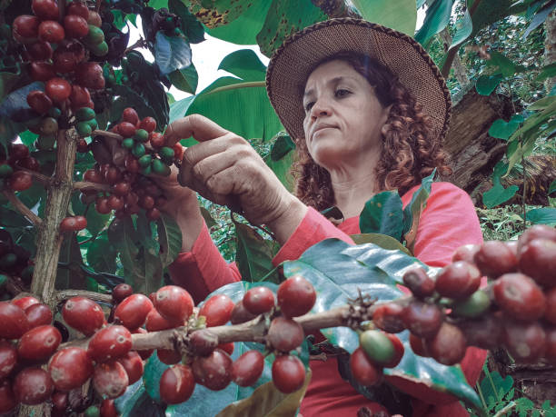 999+ Coffee Farm Pictures | Download Free Images on Unsplash