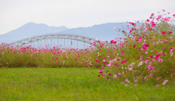 Free Stock Photo of Field of Red Flowers With Bridge in Background ...