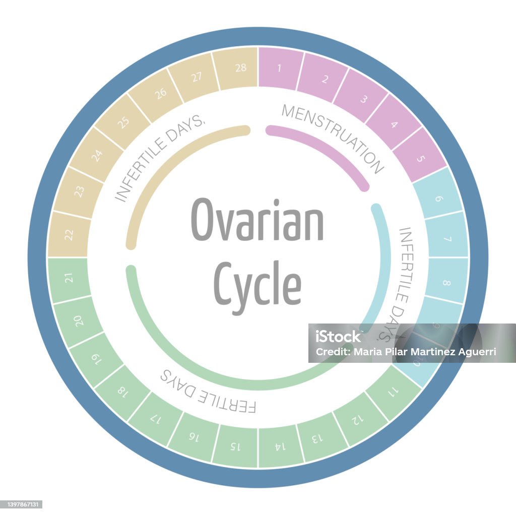 Infographie Du Cycle Menstruel Vecteurs Libres De Droits Et Plus D