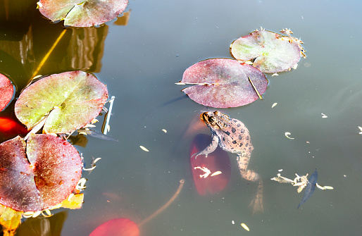 Katak Rawa Dekat Di Air Kolam Atau Danau Di Antara Daun Bunga Lili Air