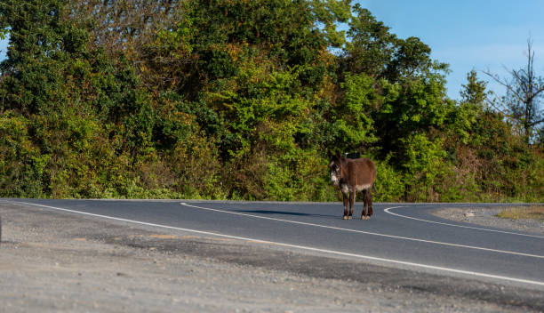 Free Stock Photo of Animals Standing Beside Road | Download Free Images ...