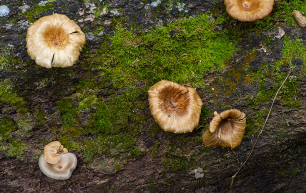 Free picture: Fungus on poplar tree bark close-up texture