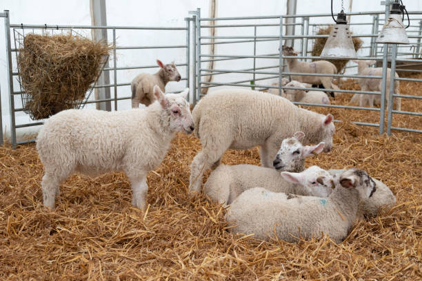 Free Stock Photo of Close Up of a Baby Sheep in a Pen | Download Free ...