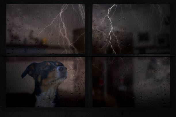 Free Stock Photo of Dog peering out of a broken window of a house ...