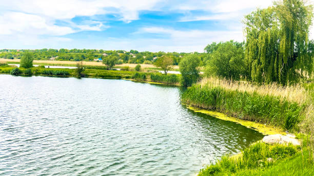 Free picture: Willow trees on riverbank spring time landscape