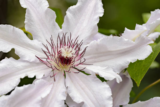 Free Stock Photo of White Clematis Flower Staman | Download Free Images ...