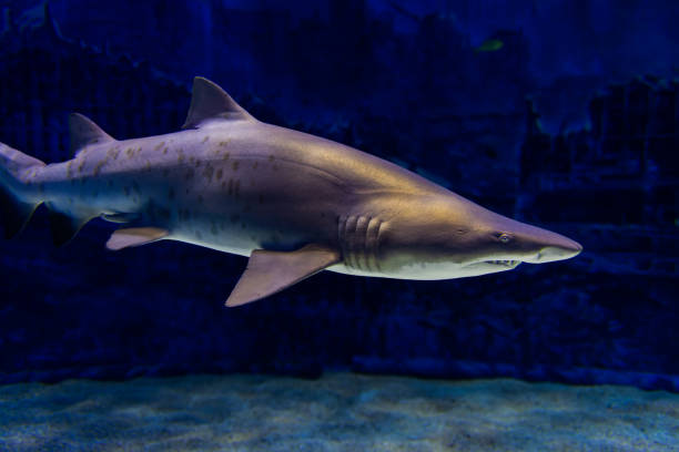 Free Stock Photo of Shark Swimming in Pool of Water | Download Free ...