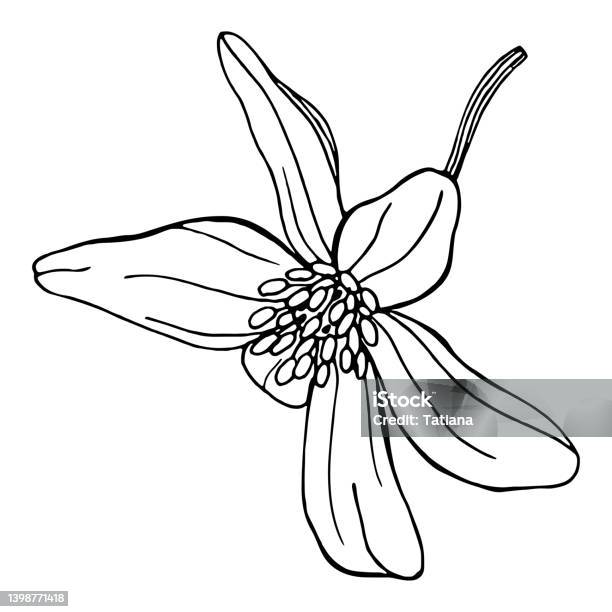 Stock ilustrace Květy Sasanky Botanické Prvky Izolované Na Bílém Pozadí ... Stock ilustrace Květy Sasanky Botanické Prvky Izolované Na Bílém Pozadí ...