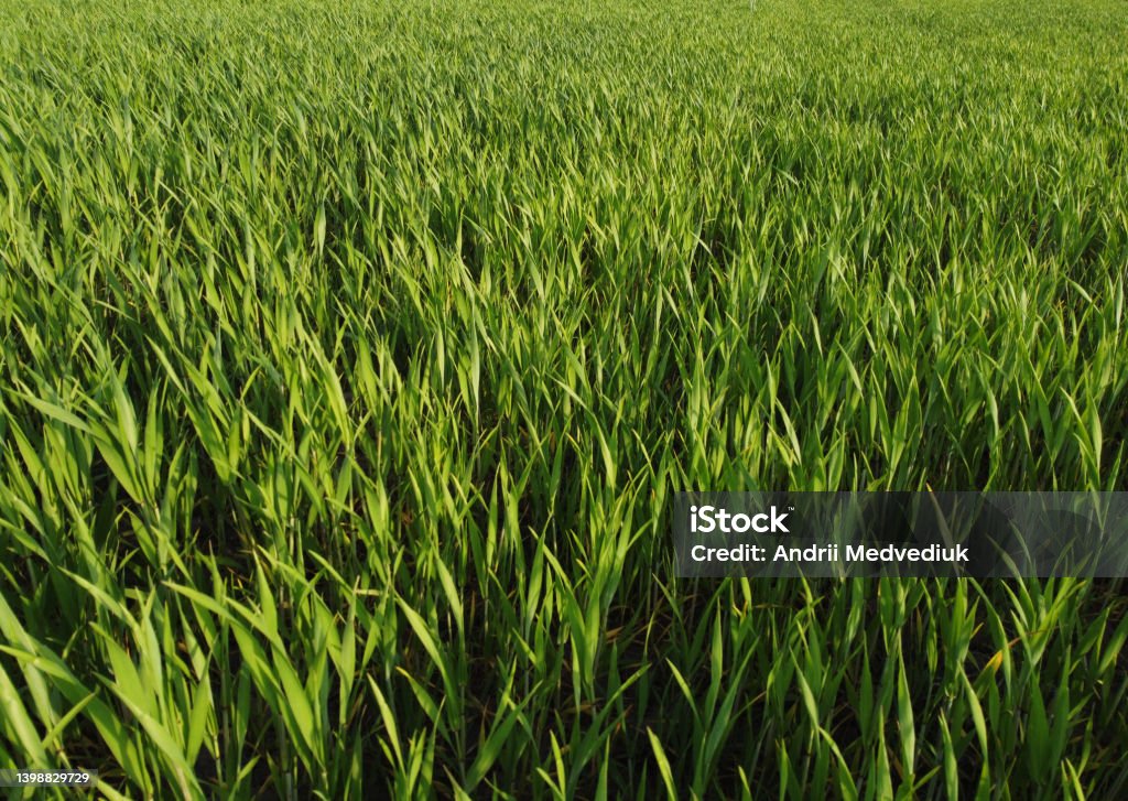 Agriculture Green Field Of Early Wheat At Sunset Sunset Sunlight