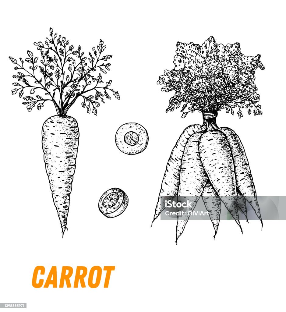 Sketsa Wortel Ilustrasi Vektor Yang Digambar Tangan Gambar Terukir ... Sketsa Wortel Ilustrasi Vektor Yang Digambar Tangan Gambar Terukir ...