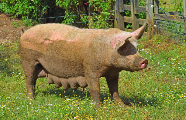 750+ Pig Pictures | Download Free Images & Stock Photos on Unsplash