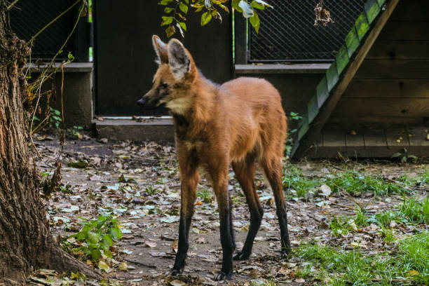 Free picture: captive, red wolf, canis rufus