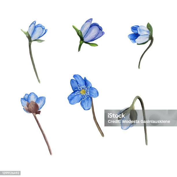 Ensemble Daquarelle De Fleurs De Source Bleues Hepatica Isolé Sur Fond