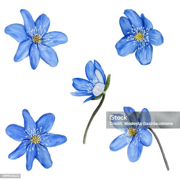 Ensemble Daquarelle De Fleurs De Source Bleues Hepatica Isolé Sur Fond
