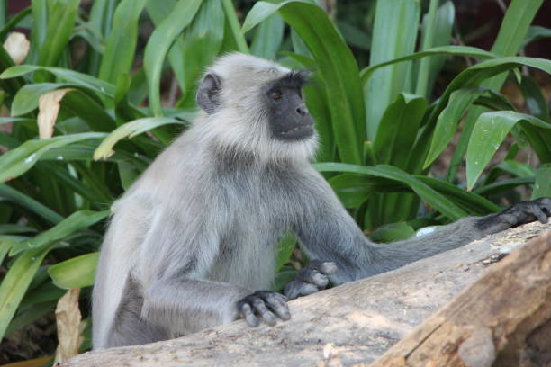 30k+ Langur Monkey Pictures | Download Free Images on Unsplash