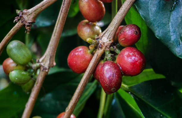 Kopi Pictures | Download Free Images on Unsplash