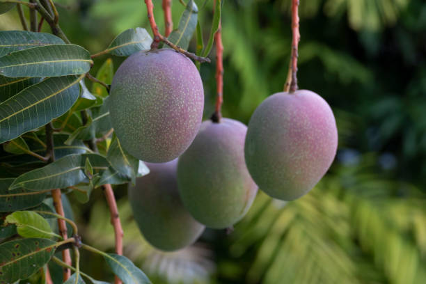 Best 500+ Mango Tree Pictures | Download Free Images on Unsplash