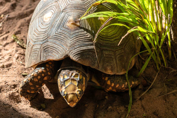 Free picture: turtle, head, animal, tortoise, reptile, detail, nature,