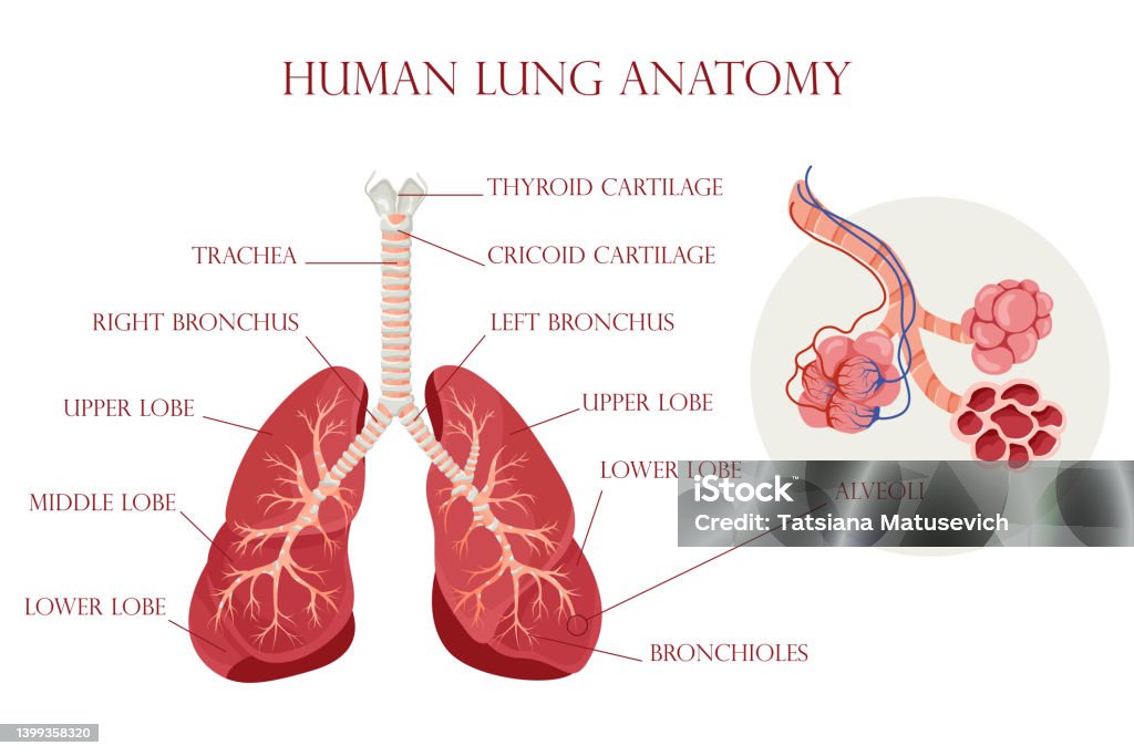 Anatomi Paruparu Dan Alveoli Ruang Udara Di Paruparu Tempat Oksigen Dan