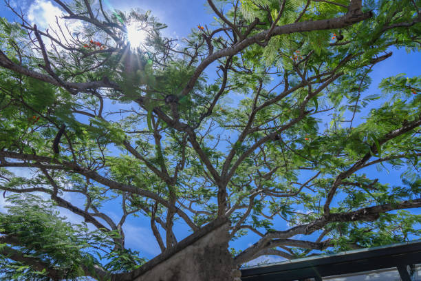 Rain Tree Pictures | Download Free Images on Unsplash