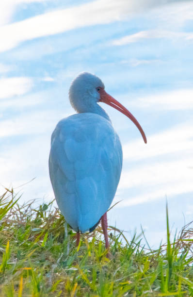 Brid Pictures | Download Free Images on Unsplash