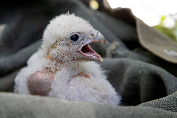 Free picture: biologist, work, bird, banding
