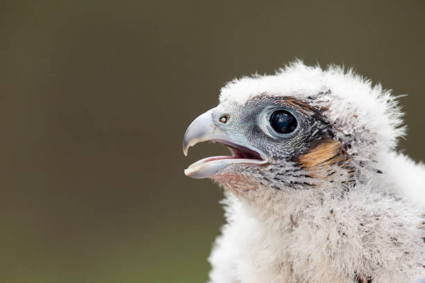 Free picture: biologist, work, bird, banding