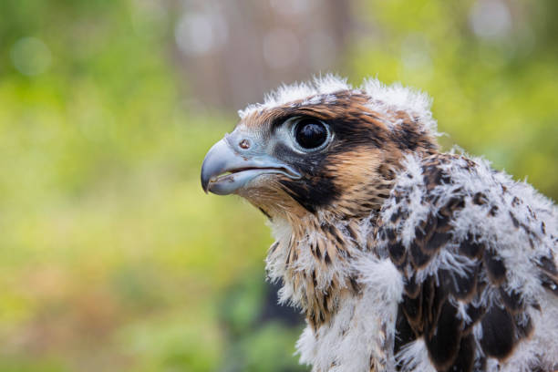 Free picture: biologist, work, bird, banding