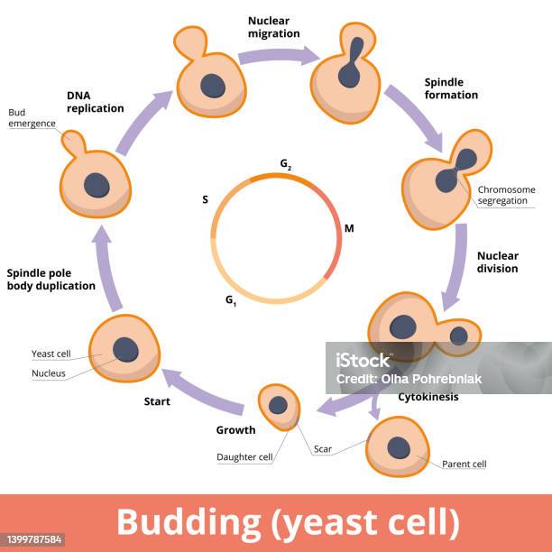 Scheme Of Yeast Budding Stock Illustration Download Image Now