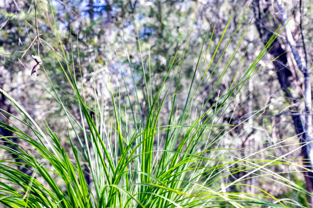 Free picture: grass, tree, landscape, leaf, nature, environment, ground