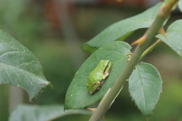 Tree Frog Rose Apartment - Free photo on Pixabay
