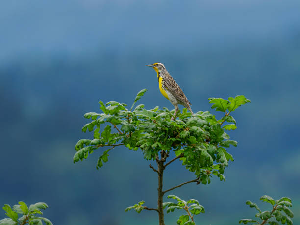 Lark Pictures | Download Free Images on Unsplash