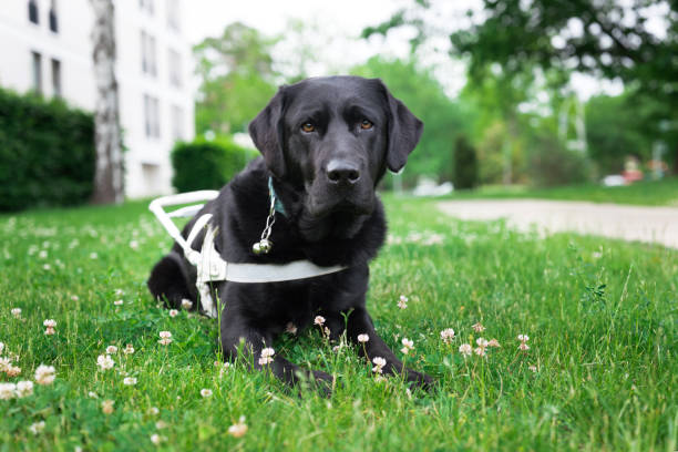 Guide Dog Pictures | Download Free Images on Unsplash