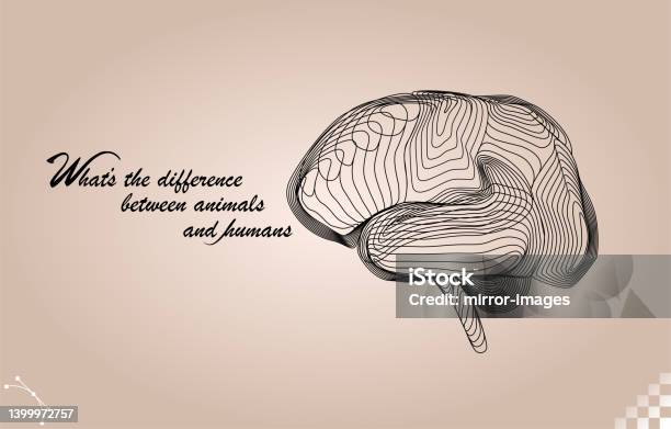 Belle Art Au Trait De La Vue Latérale De Lorgane Du Cervelet Du Cerveau